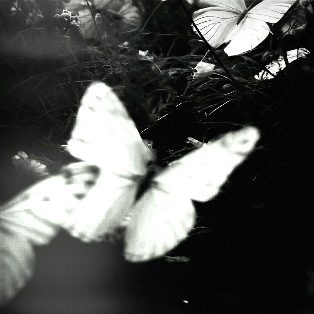 Stream Butterfly - Melly Goeslaw ( cover by PI7U ) by fay | Listen ...