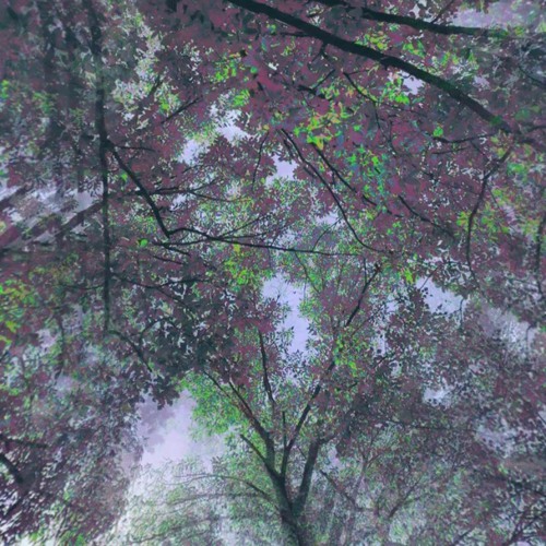 Stream It's Not My Fault (feat. Mac Curly, EL RUNE) by NEKOBLUE ...