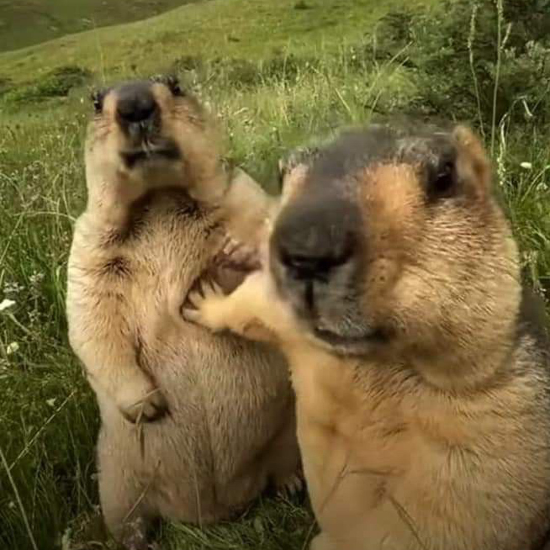 Stream Dj Fleg - Everyone favorite it by Noazinho | Listen online for ...