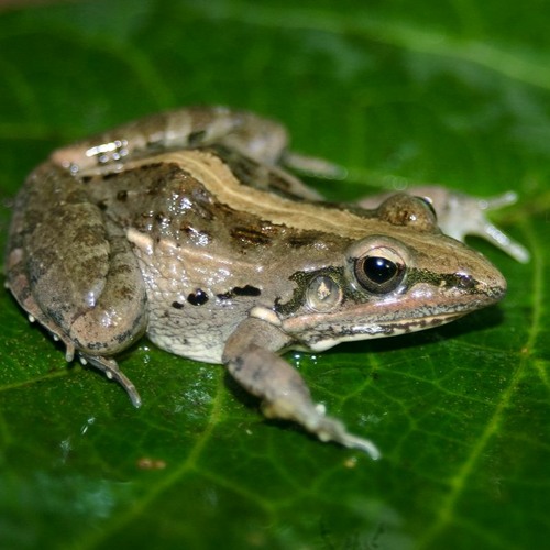 Stream Broad - Banded Grassfrog by Derek Solomon | Listen online for ...
