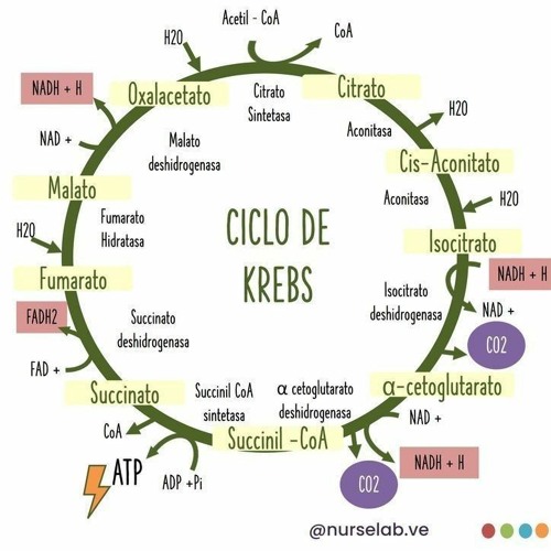 Stream episode El ciclo de Krebs y la fosforilacion oxidativa by LAURA ...