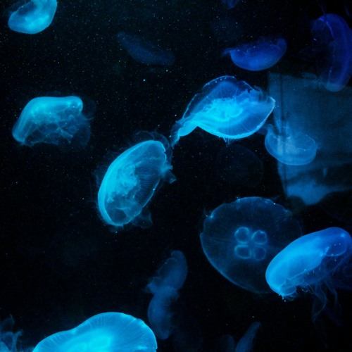 Stream yolophonik | Listen to UNDERRATED GEMS. playlist online for free ...