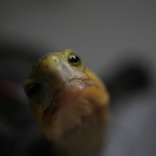 Stream 搞怪 83 bpm by Mr.Right Music | Listen online for free on SoundCloud