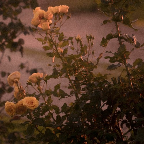 Stream Grim OX - Eden "Isohel" Cover [Prod. Eden] by grim ox archive ...