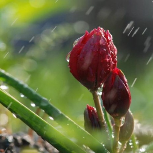 Stream Apiculturanatural | Listen to B-BunnyB-bvertrieb minecraft ...