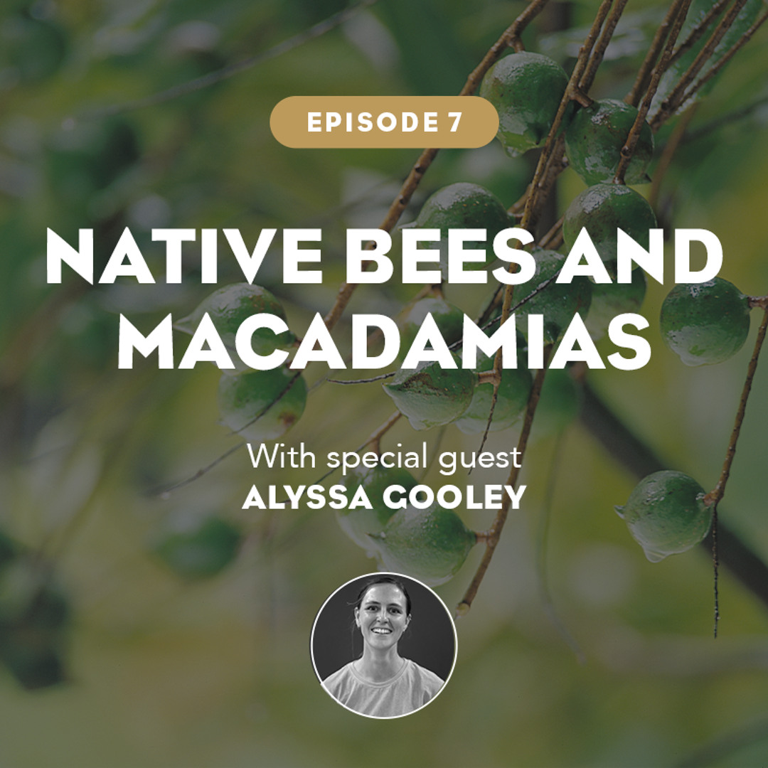 Stream AMS Podcast Episode 7: Native Bees And Macadamias by Australian ...