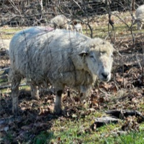 Stream Sheep Sheep Sheep - Identity Series (Part 2) - Cindy Brengosz by ... Stream Sheep Sheep Sheep - Identity Series (Part 2) - Cindy Brengosz by ...