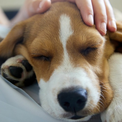 Stream episode Insight After One Year of Use with Zenalpha by VetFolio ...