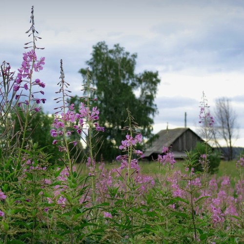 Stream Полевой алфавит by Denis Lisin | Listen online for free on SoundCloud