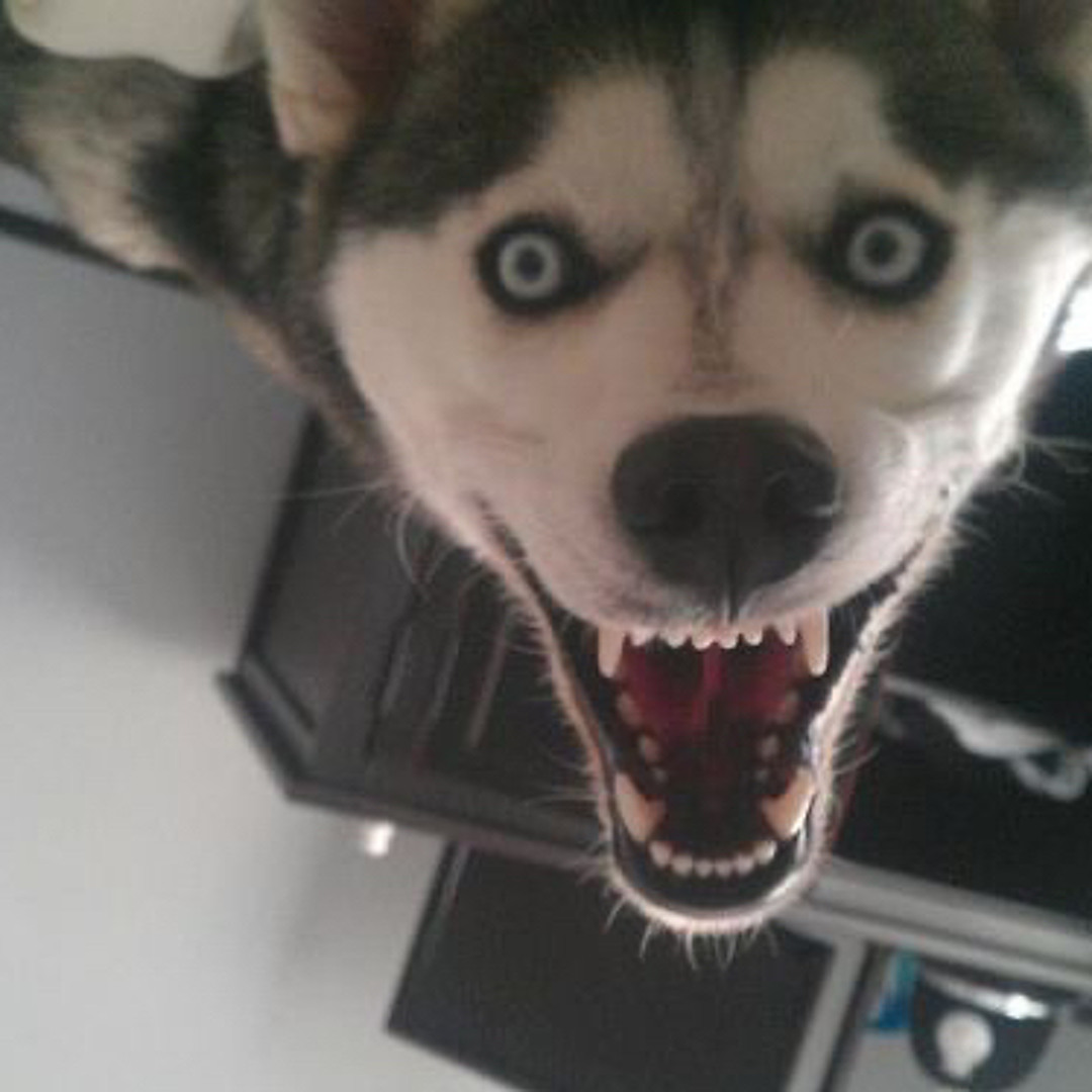 Stream wifiskeleton - i wouldve stayed a secret for u sweet girl by ...