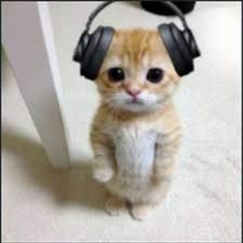 Listen to music albums featuring Raise A Floppa OST: DJ El Gato by Ray ...