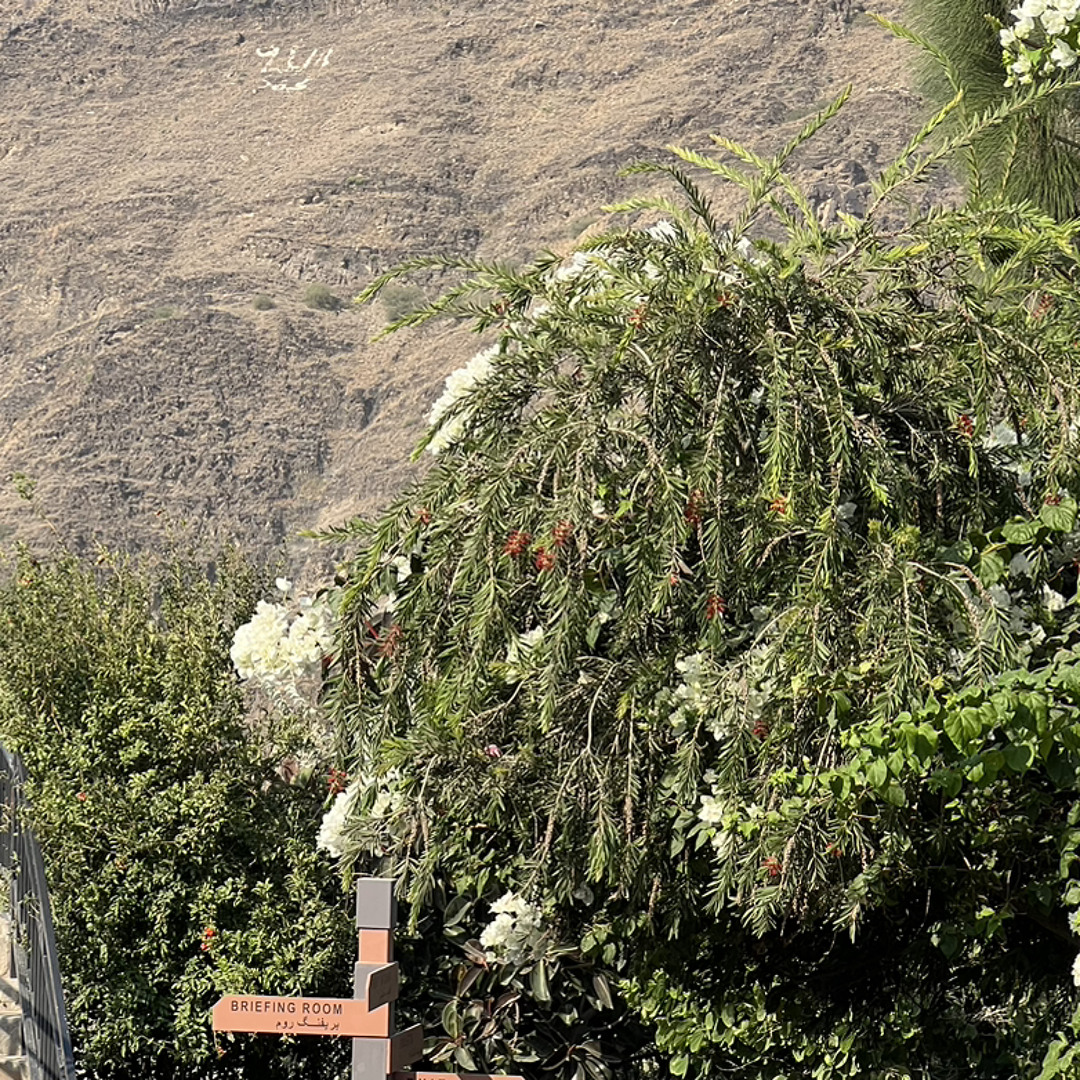 Stream Aglatan-Qafe (Kafa Chikh remix) by Sheraz_.x | Listen online for ...