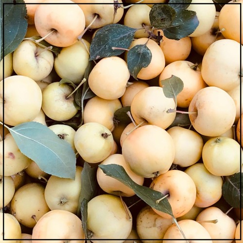 Stream Fruit by Miro | Listen online for free on SoundCloud