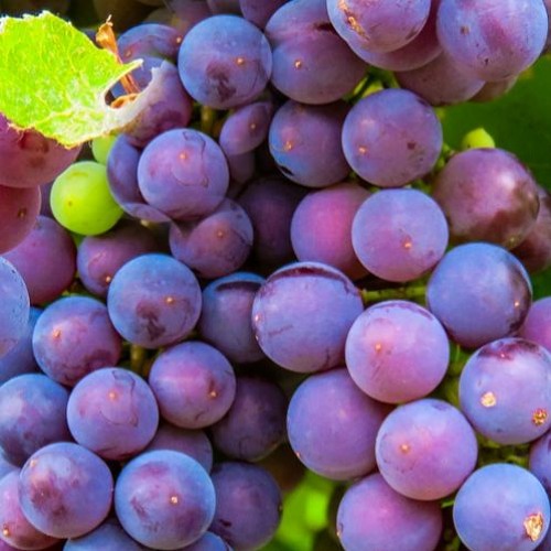 Stream Moses se gebed - Psalm 90 by Die Wynstok | Listen online for ...