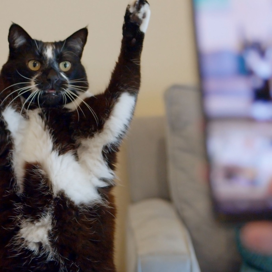 Stream Kwok Talk: Cat Daddies by KTUH | Listen online for free on ...