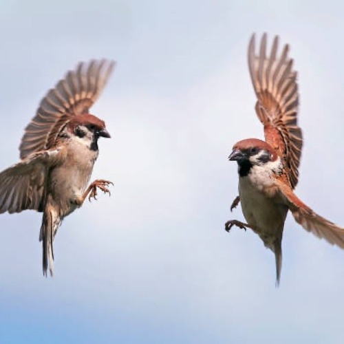 Stream FLY Little SPARROW by Pigs In Space | Listen online for free on ...