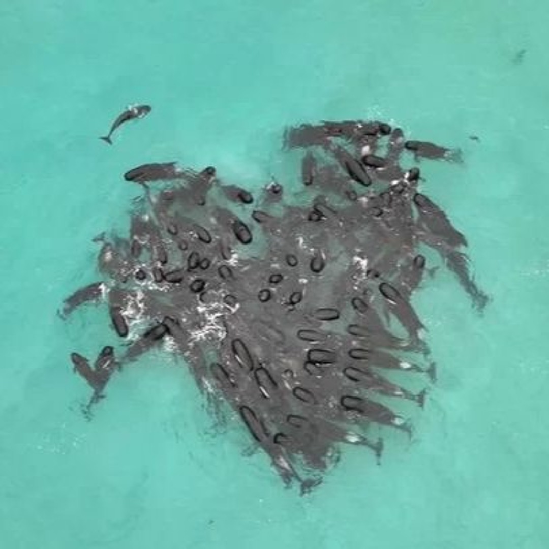 Stream Self Fish by quartzonyou | Listen online for free on SoundCloud