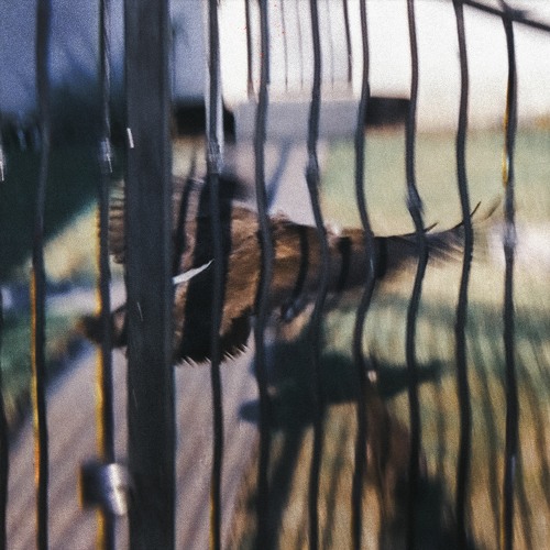 Stream Ivory Tower / Happy Birthday by Max Simas | Listen online for ...