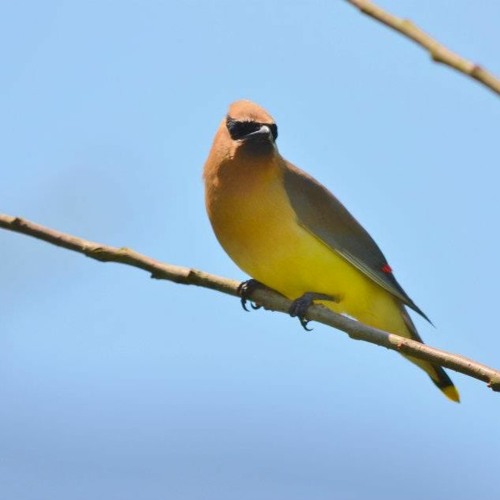 Stream Balcony by Christopher Kinman | Listen online for free on SoundCloud