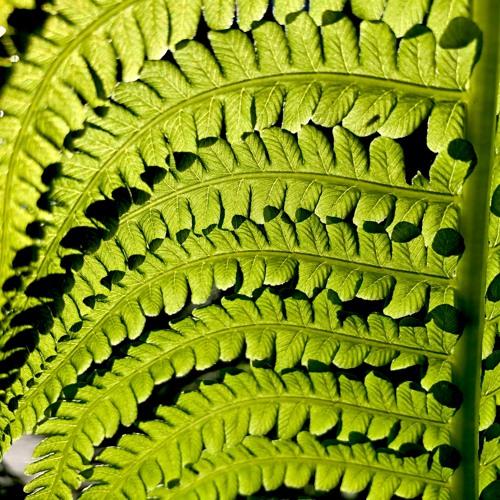 Stream Welcoming Joy - Quick Practice by Jeddah Mali by Intelligent ...