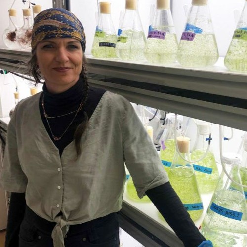 Stream episode Dr Pia Winberg chats to ABC Illawarra about ACES seaweed ...