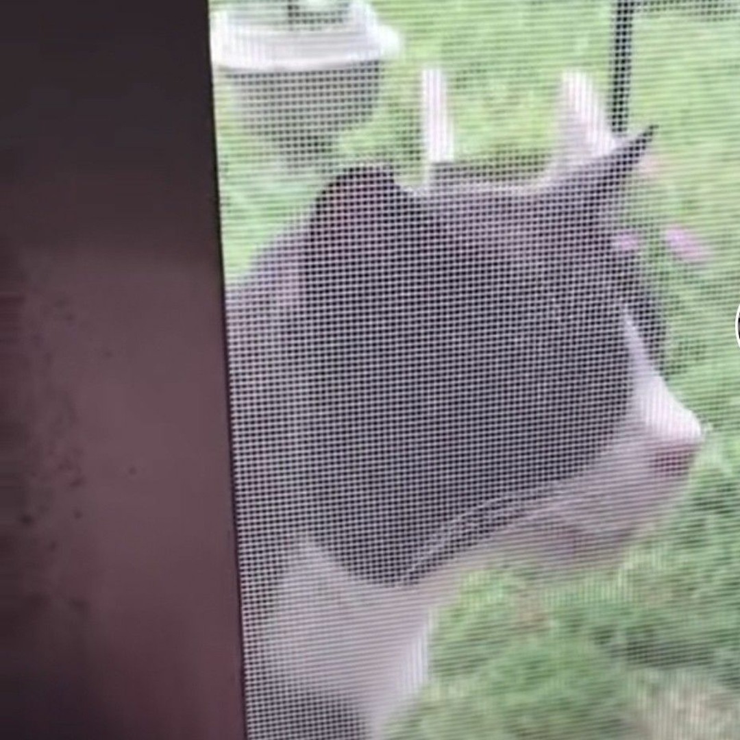 Stream Sad Cat Song Piano version [remix] by HÅVARD HARDHAUS/HXRDHXUS ...