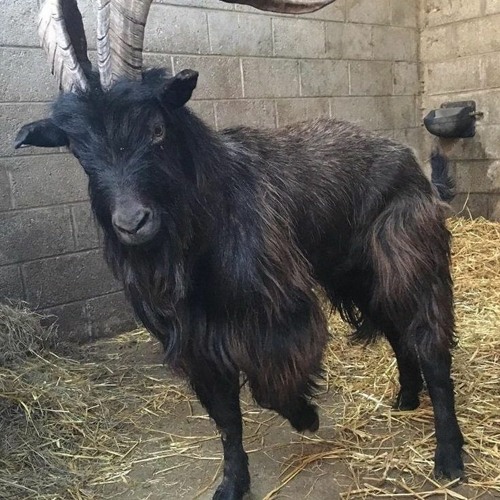 Stream Goat Simulator Official Soundtrack 02 - Goat Chill by a | Listen ...