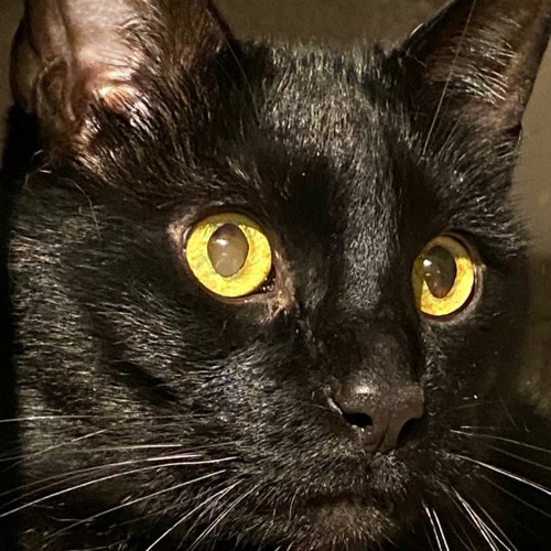 Stream Monster Mash Mama by Nelson the Cat - 2022 by On Cue Productions ...