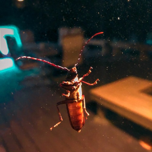 Stream main menu by sam riccio | Listen online for free on SoundCloud