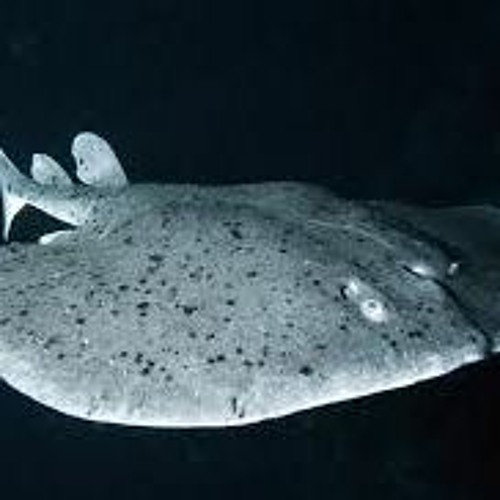 Stream Cyberplanet 6.3 Premium Full Crack Internet [CRACKED] from Akida | Listen online for free ...