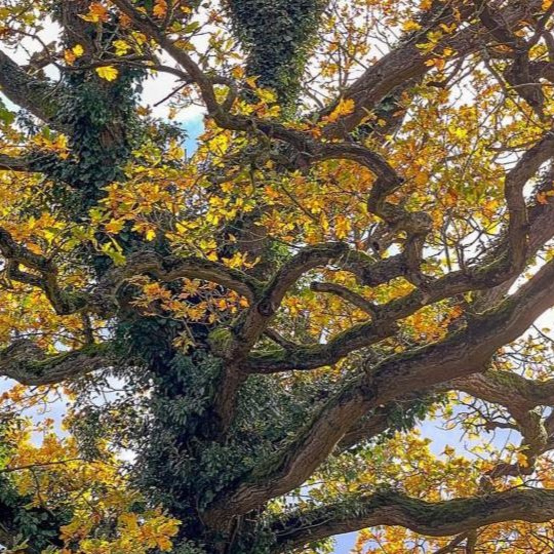 Stream episode The Oak by Alfred Lord Tennyson by Anton Jarvis podcast ...