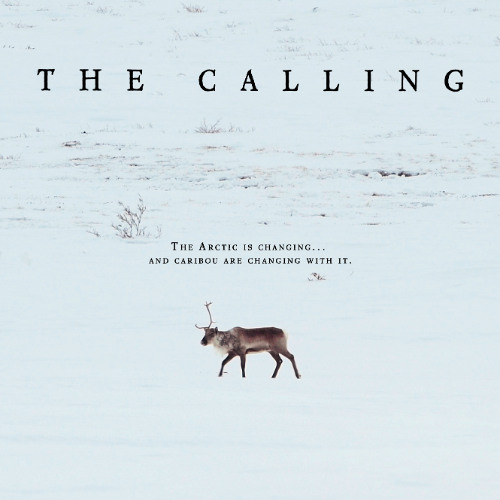 Stream Caribou in the Snowy Fields - "The Calling" by Thomas J. Peters ...
