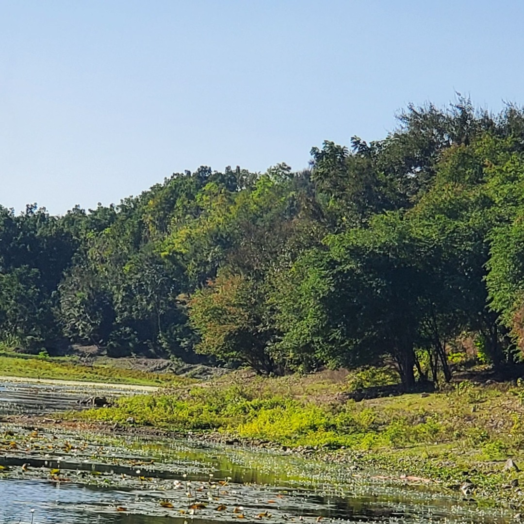 Stream Reboisement de l’étang Lachaux à Camp Perrin, une initiative ...