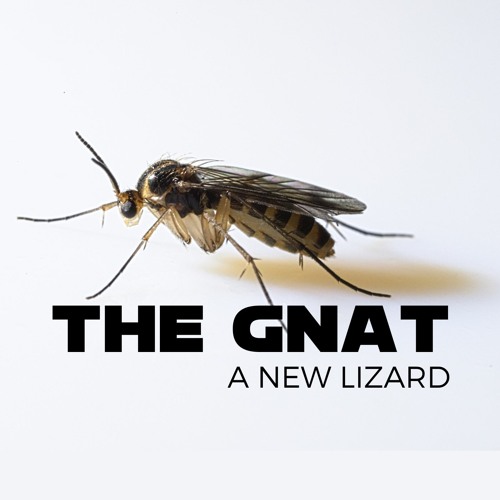 Stream The Gnat by A New Lizard | Listen online for free on SoundCloud