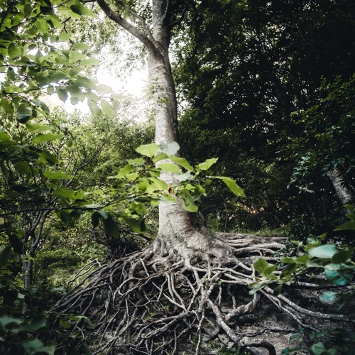 Stream Unearthed Roots by Veronica O'Grady by newearthalmanac | Listen ...
