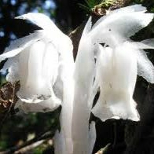 Stream Monotropa with Seeds by martijn verhallen | Listen online for ...