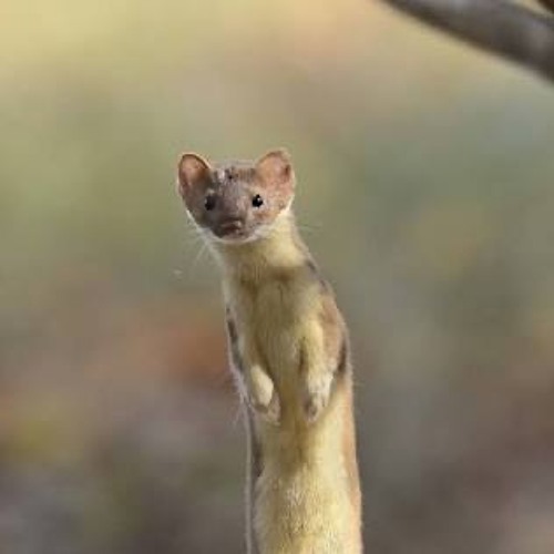 Stream episode Shades Of Weasel by Best Friend's Fancast podcast ...