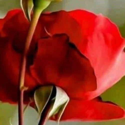 Stream DA SHPA NA SABA KEGI Adil sanan cover song sardar ali takkar.mp3 ... Stream DA SHPA NA SABA KEGI Adil sanan cover song sardar ali takkar.mp3 ...