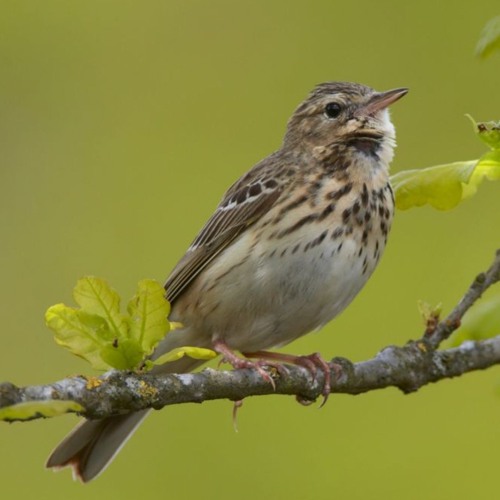 Stream Tree Pipit (Anthus trivialis) by SongBird Survival | Listen ...