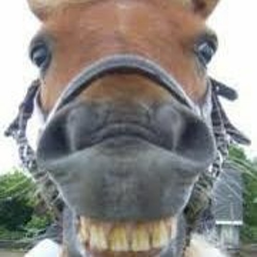 Stream Emma Horse by Lil Blackie | Listen online for free on SoundCloud