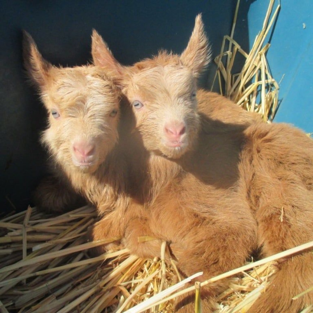 Stream Grimethorpe Colliery Band by Goat Genetics | Listen online for ...