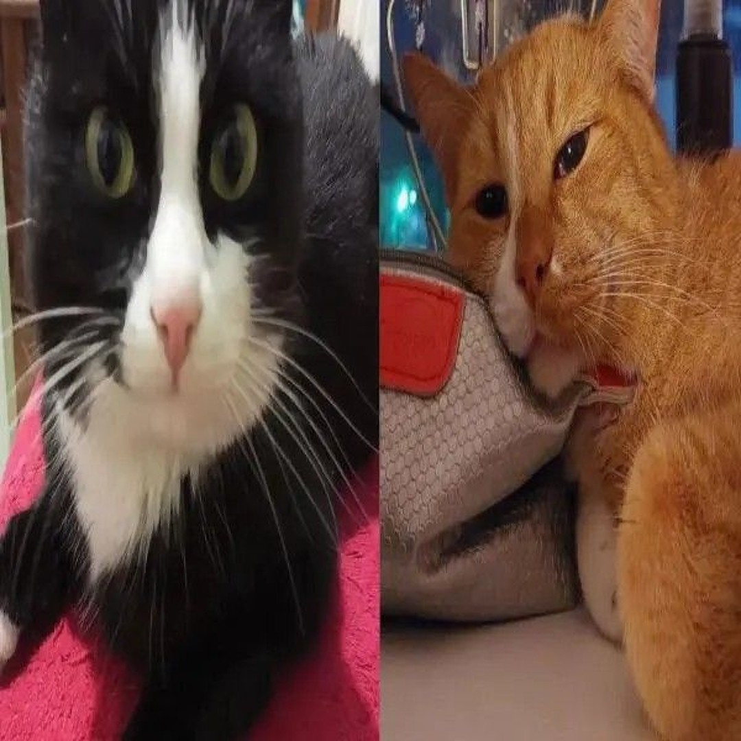 Stream sacredXII - дом 2 by vixtrdiar | Listen online for free on ...