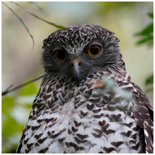 Stream episode Juvenile female Powerful Owl calling by dr nick podcast ...