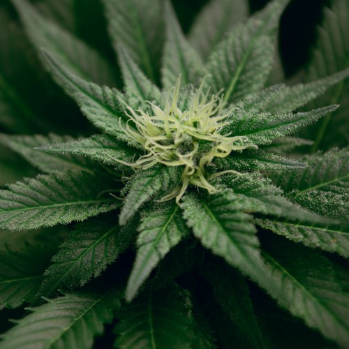 Stream Jayzo.685 - TOUCH IT (feat. Mal) by nesia691 | Listen online for ...