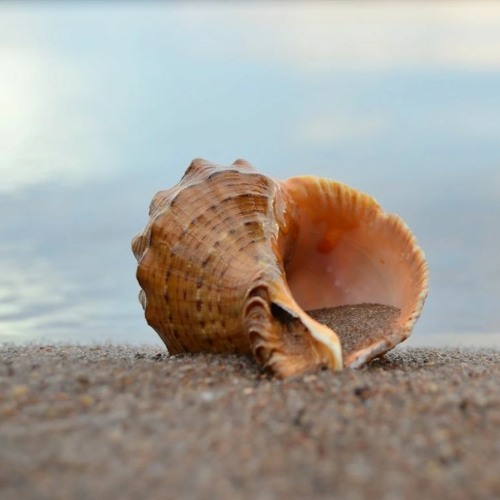 Stream SEASHELL by raprobate | Listen online for free on SoundCloud