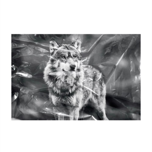 Stream WOLVES (Kanye West cover) by mordecai jordan | Listen online for ...