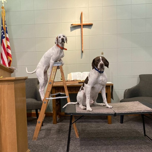 Stream Luke 8 Part 1 by Rock Dove Publications | Listen online for free ...