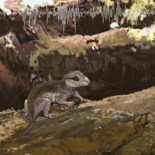 Stream episode Dr Jennifer Botha - Analysing Bones to Gain Insight into ...