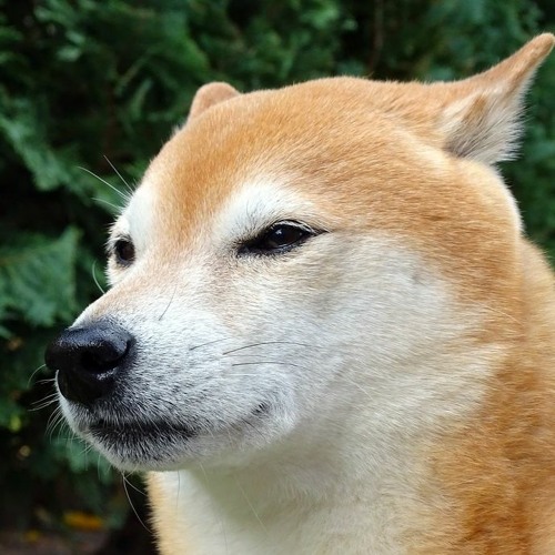 Stream Shiba Flow by 99-444 Productions | Listen online for free on ...