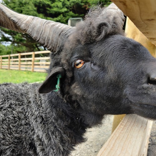 Stream Neighbour Dog by Dawn Mathieson | Listen online for free on ...